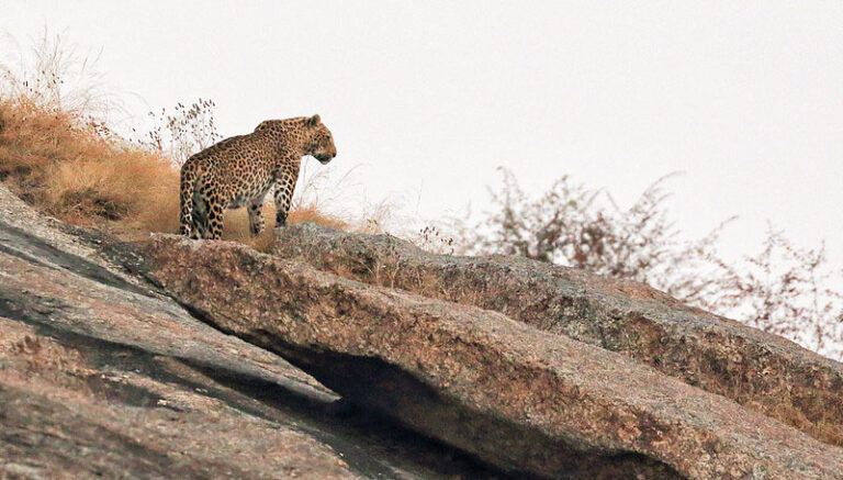 Jawai Leopard Hills Sanctuary at Bera, Rajasthan - The Complete Travel ...