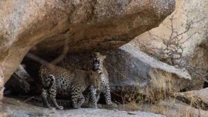 Jawai Leopard Safari Timings Price Activities